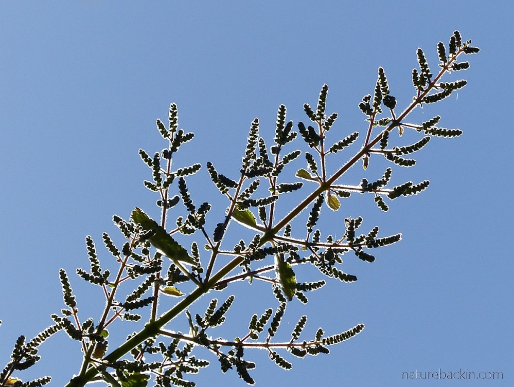 Patterns in nature: Fractals – letting nature back in