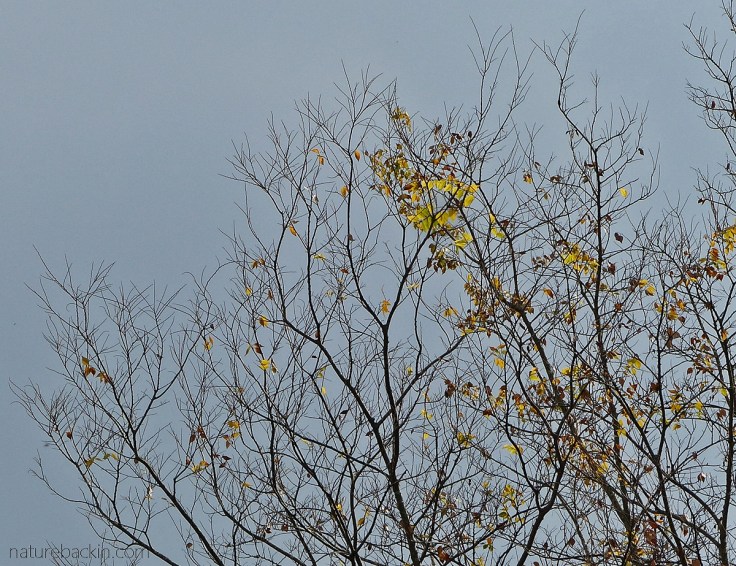 Patterns in nature: Fractals – letting nature back in