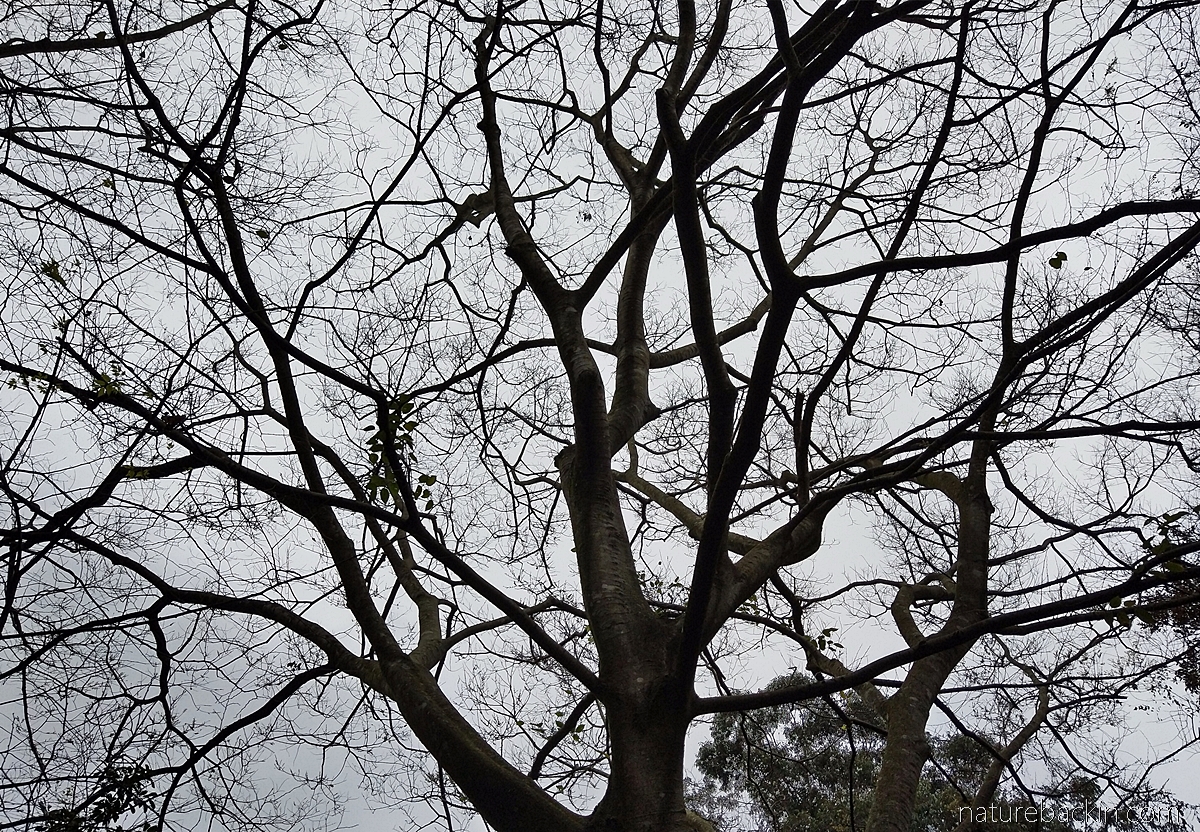 Patterns in nature: Fractals – letting nature back in