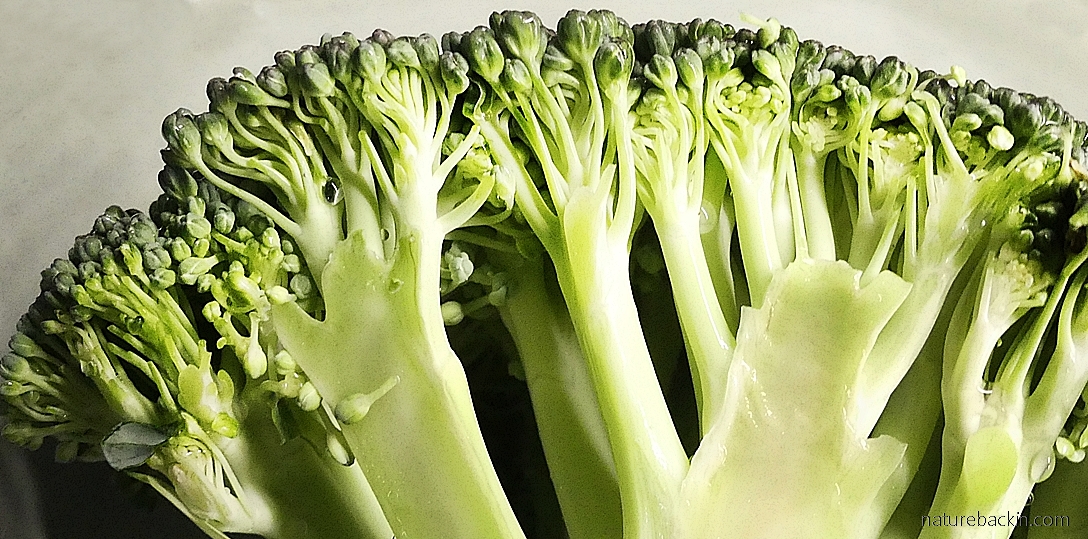 Patterns in nature: Fractals – letting nature back in