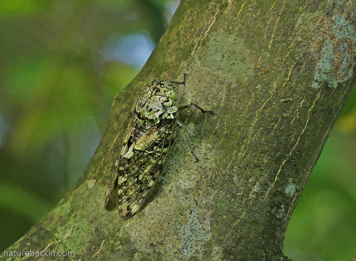 Singing cicadas seen at last – letting nature back in