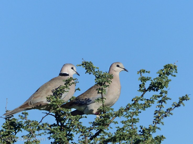 Ring-necked doves, Namaqua doves and a lanner falcon on the hunt ...