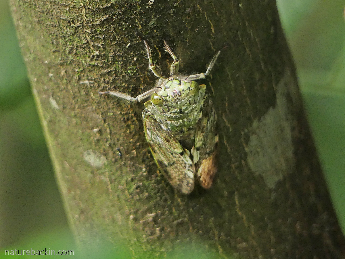 Singing cicadas seen at last – letting nature back in