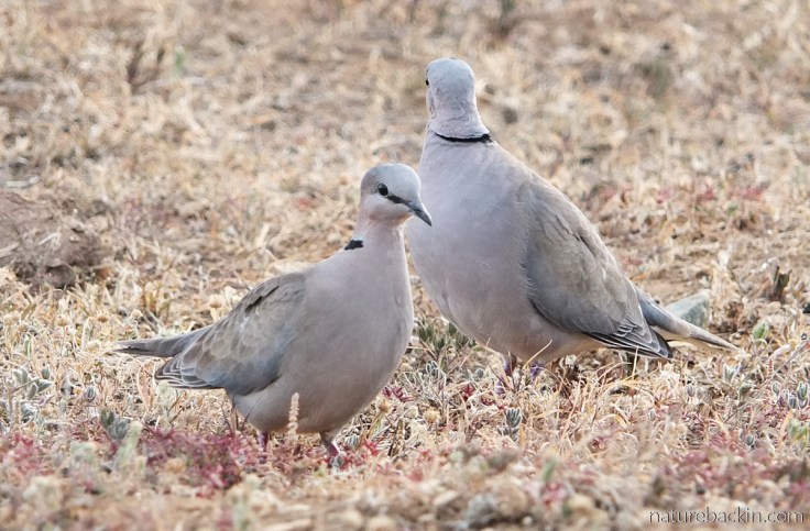 Ring-necked doves, Namaqua doves and a lanner falcon on the hunt ...