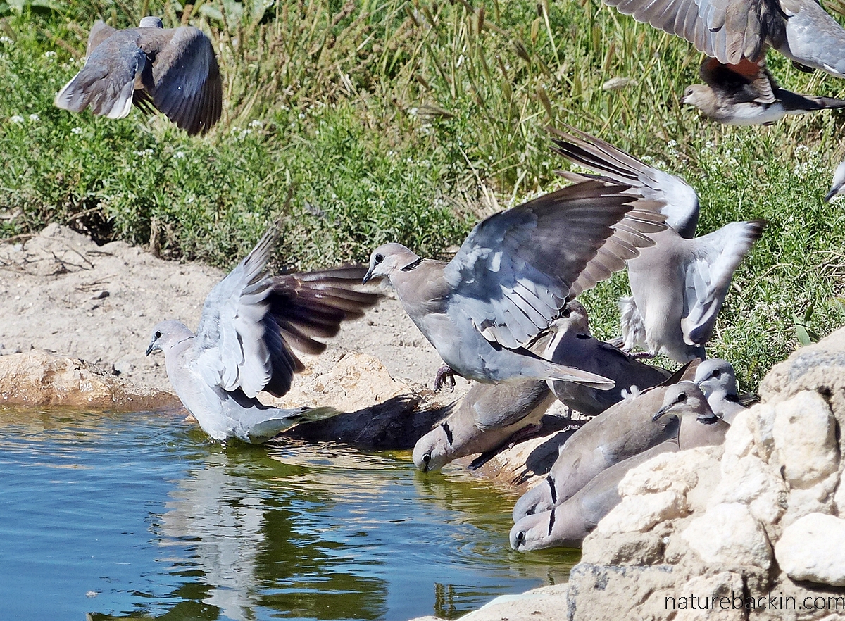 Ring-necked doves, Namaqua doves and a lanner falcon on the hunt ...