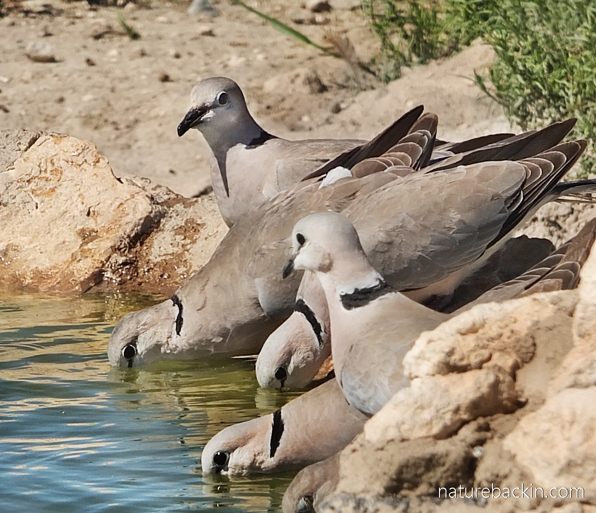 Ring-necked doves, Namaqua doves and a lanner falcon on the hunt ...