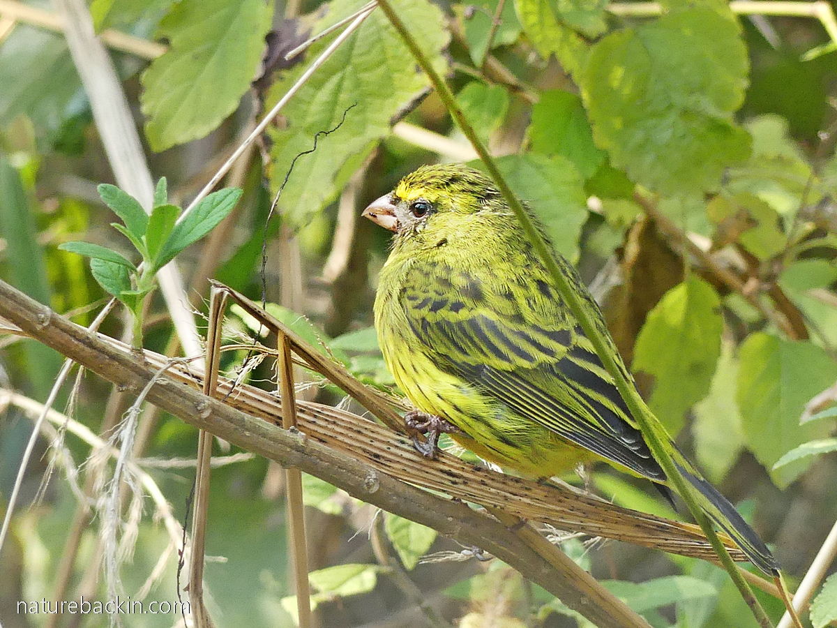 Caught on camera: Birds in the suburbs – letting nature back in
