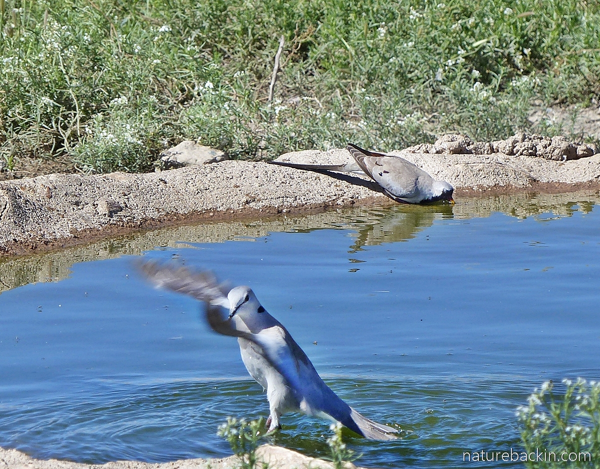 Ring-necked doves, Namaqua doves and a lanner falcon on the hunt ...