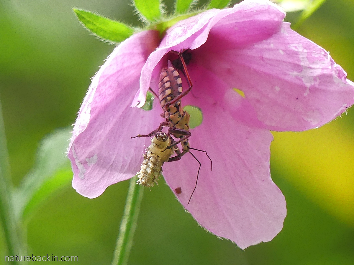 Serendipity, scrutiny and surprises in the garden – letting nature back in