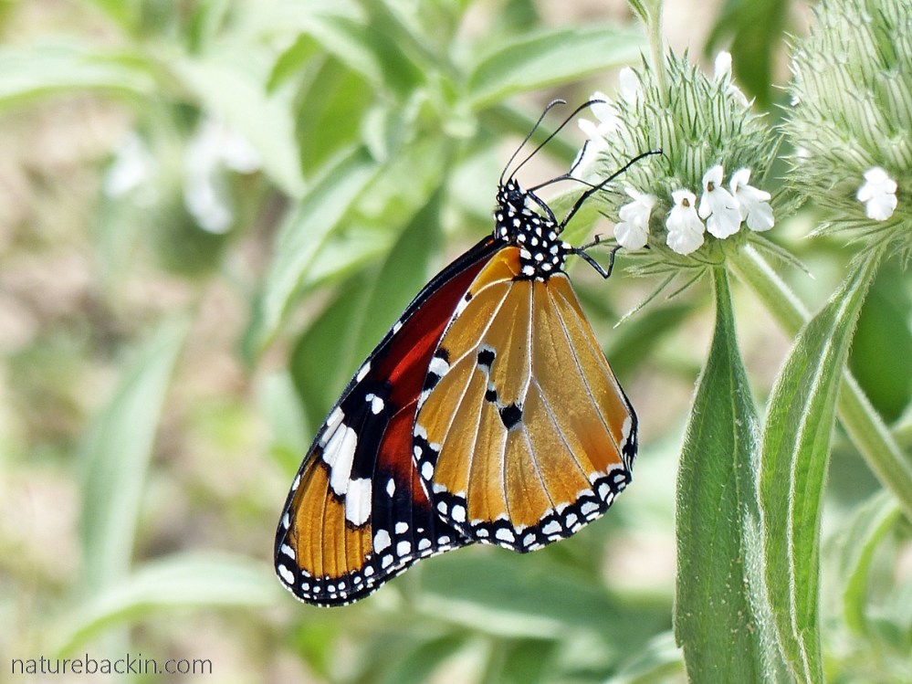 Butterflies of the Great Thirstland – letting nature back in