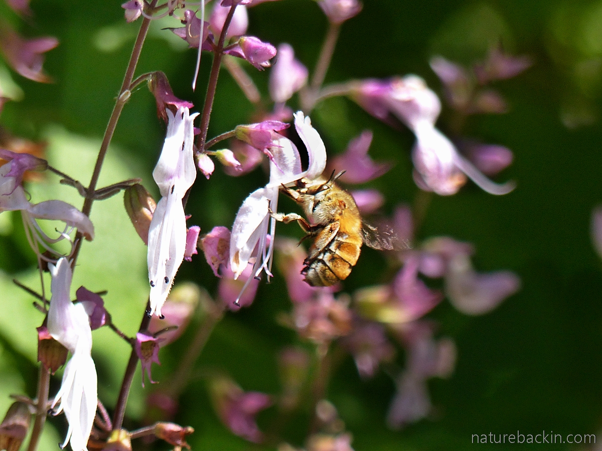 Befriending solitary bees – letting nature back in