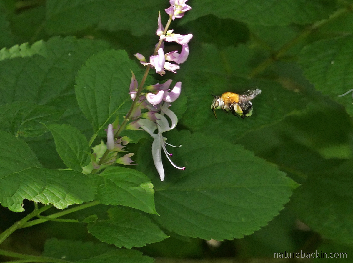 Befriending solitary bees – letting nature back in