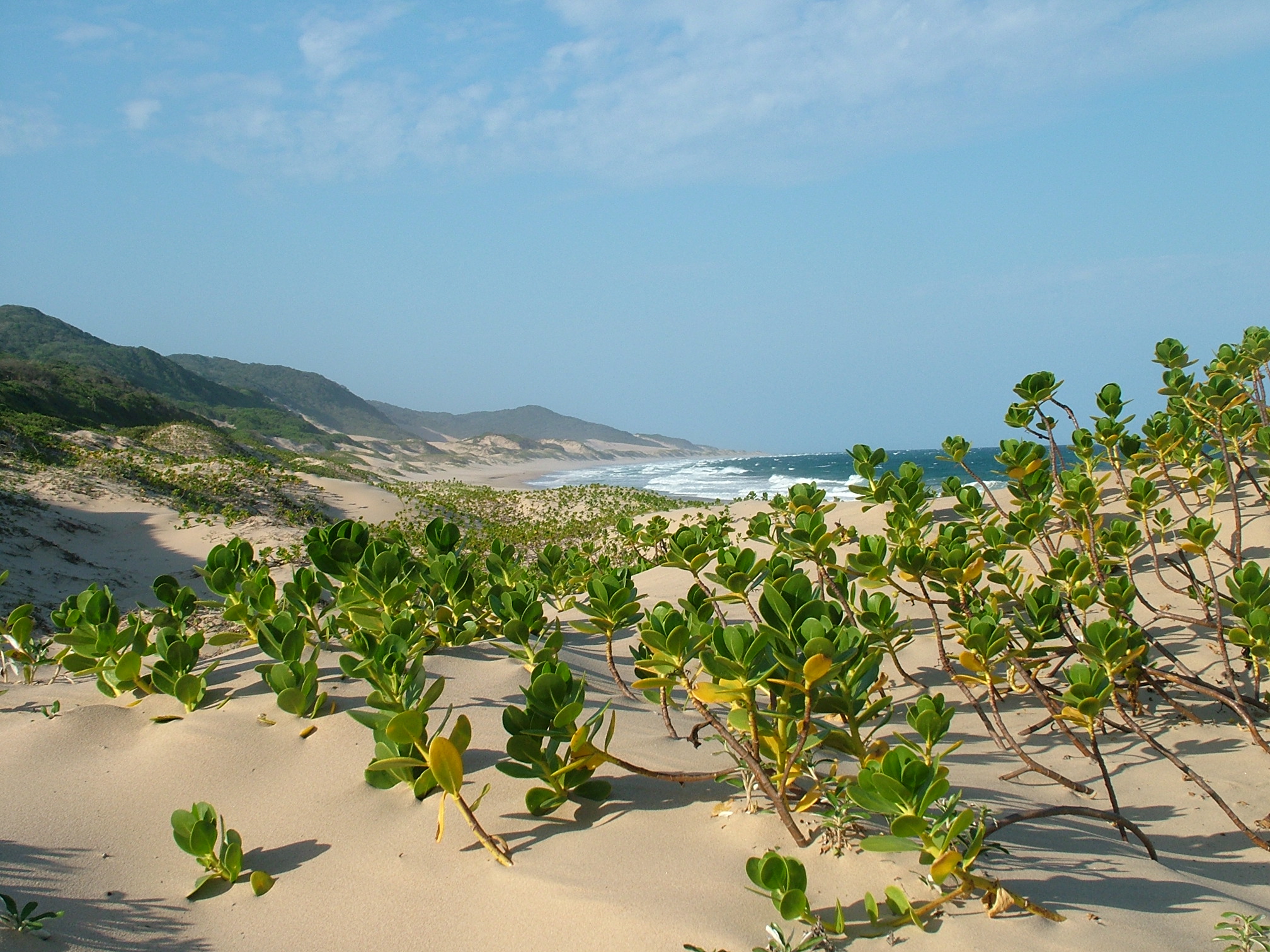 Looking out to sea: The shoreline, the estuaries and the coral reefs ...