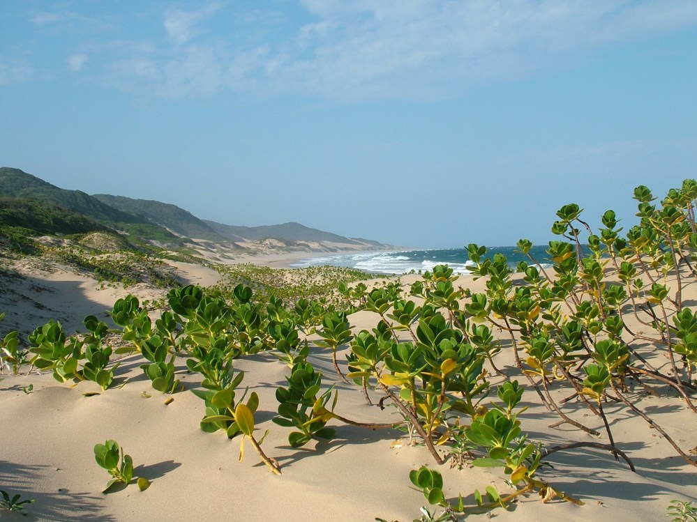 Looking out to sea: The shoreline, the estuaries and the coral reefs ...