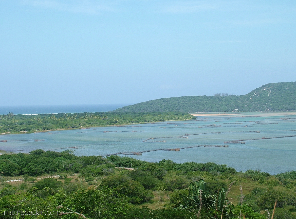 Looking out to sea: The shoreline, the estuaries and the coral reefs ...