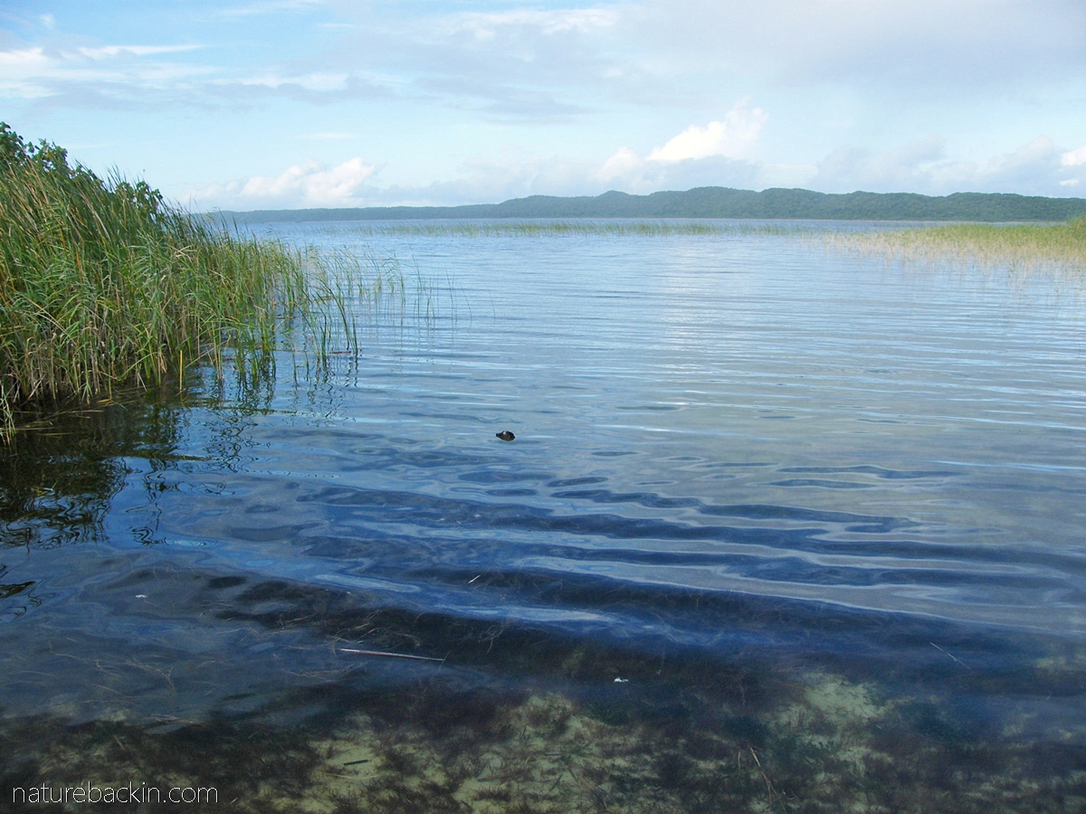 Looking out to sea: The shoreline, the estuaries and the coral reefs ...