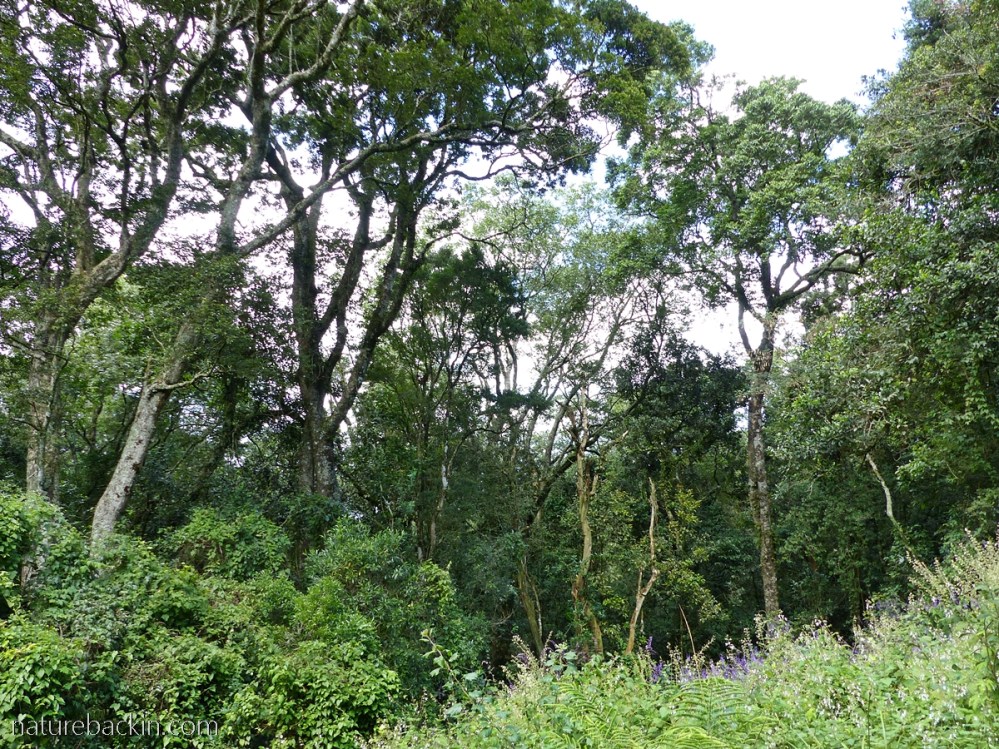 Restoring our planet: Showcasing South Africa’s biomes – letting nature ...