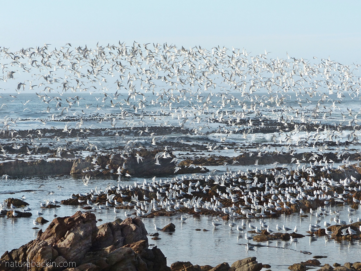 Looking out to sea: The shoreline, the estuaries and the coral reefs ...