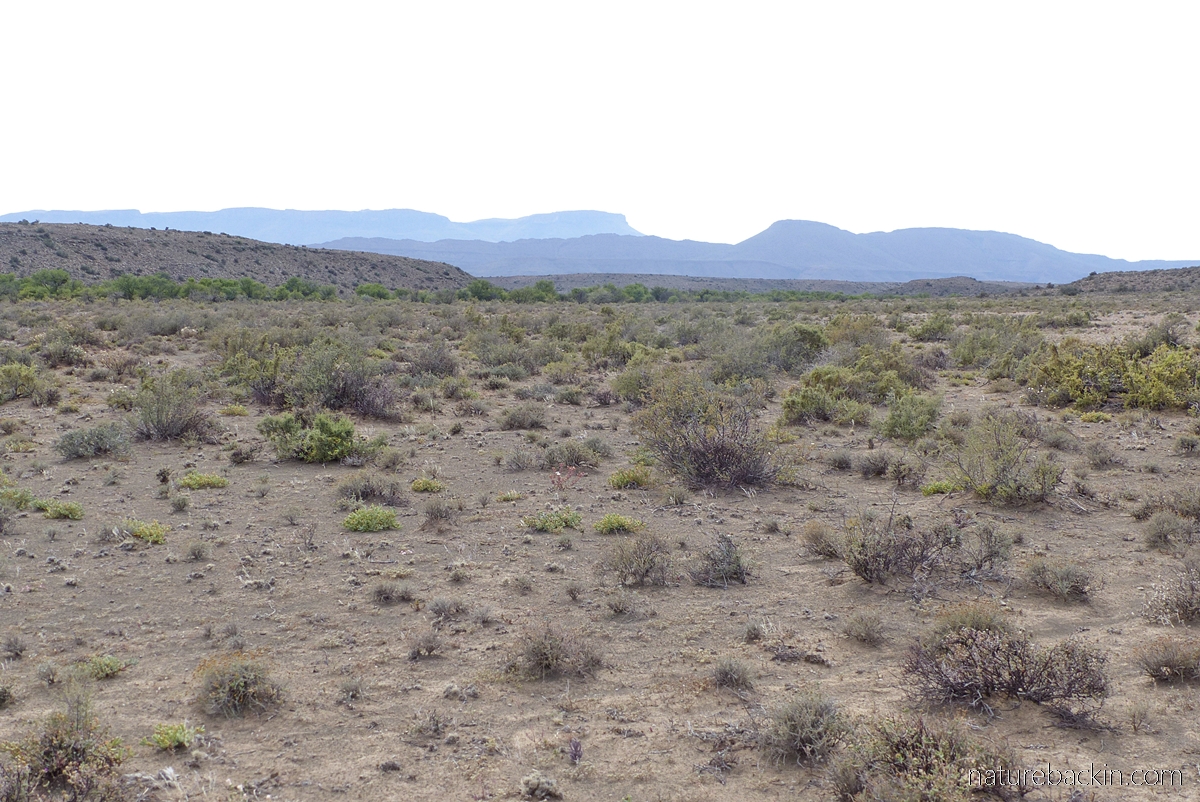 Restoring our planet: Showcasing South Africa’s biomes – letting nature ...