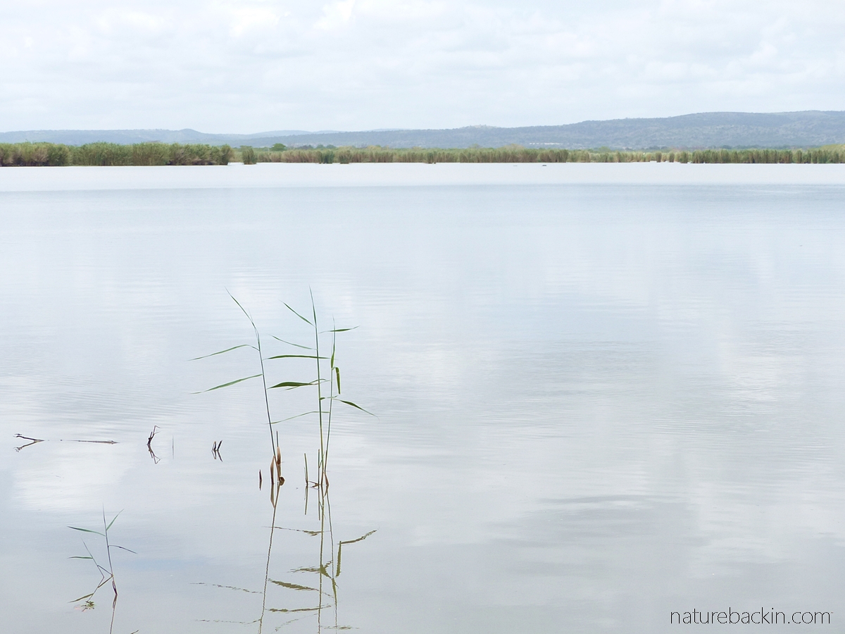 Going with the flow: Some southern African rivers and wetlands ...