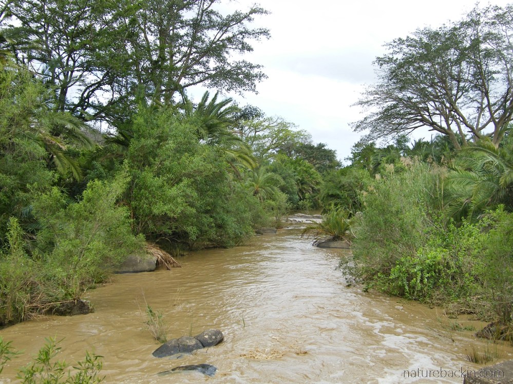 Going with the flow: Some southern African rivers and wetlands ...