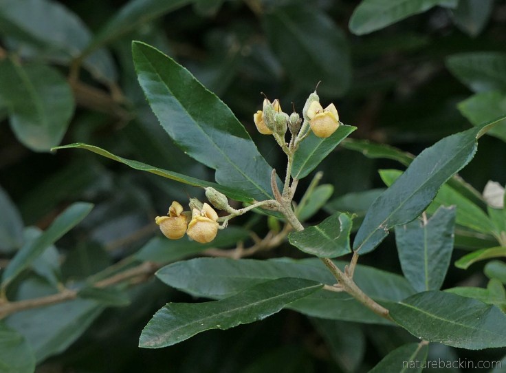 Meanwhile back in the garden: Images of early winter – letting nature ...