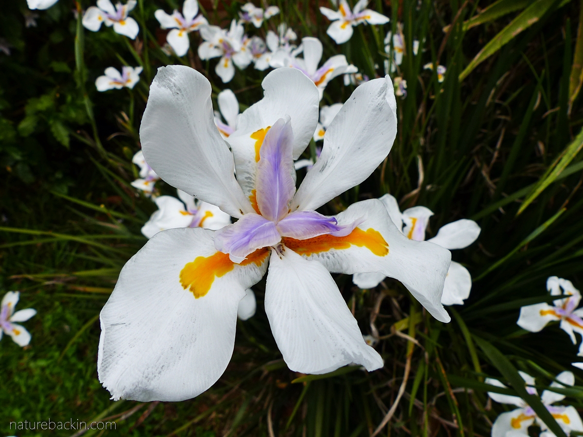Introducing three wild irises – letting nature back in
