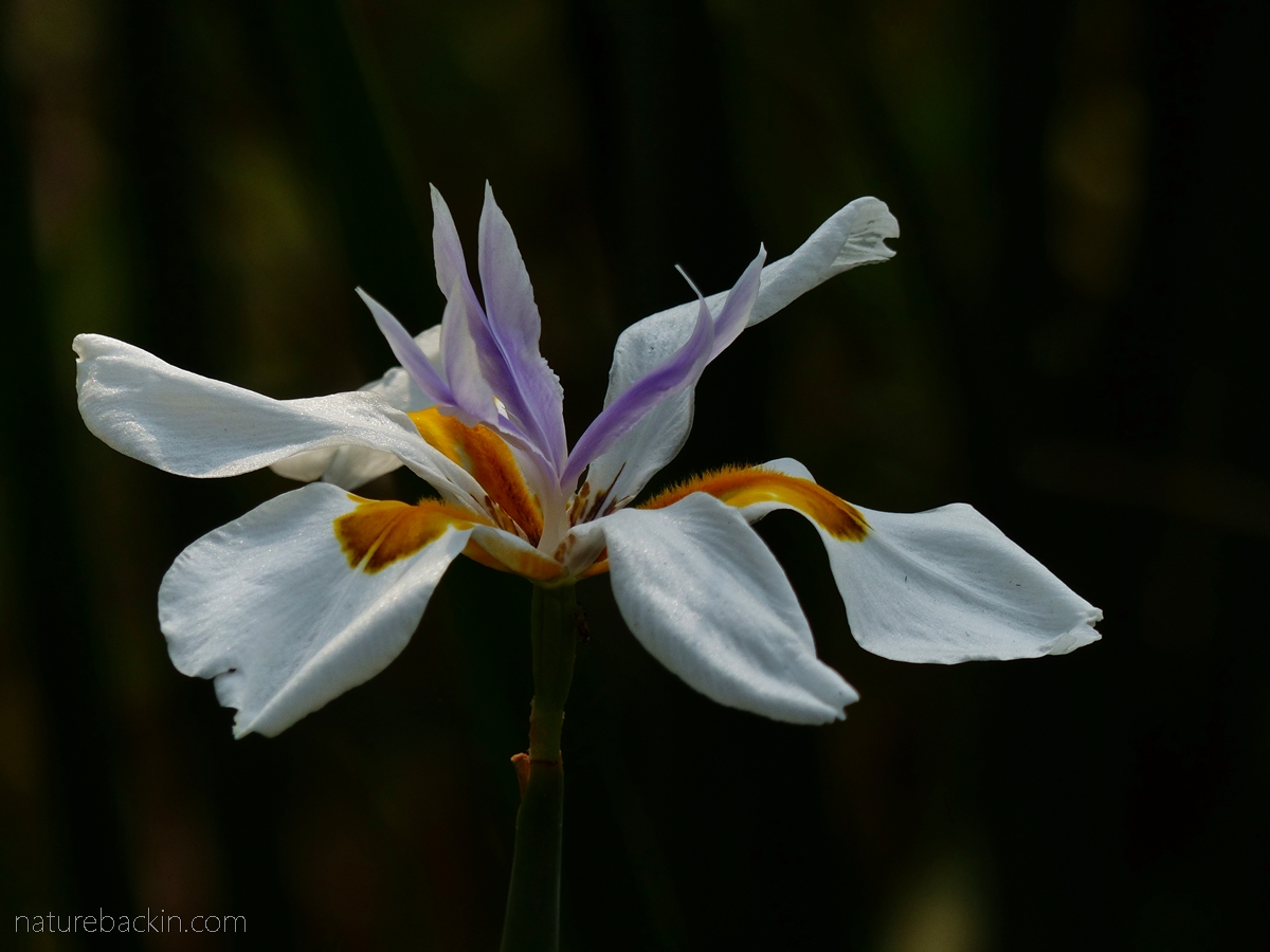 Introducing three wild irises – letting nature back in