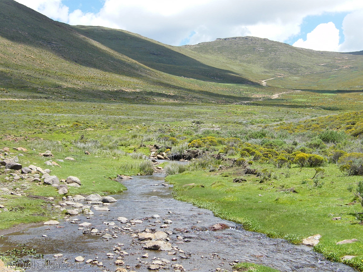 Going with the flow: Some southern African rivers and wetlands ...
