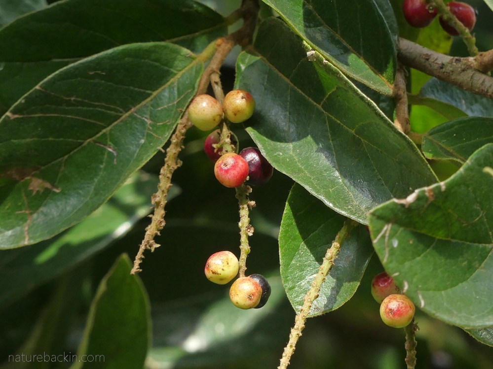 Meanwhile back in the garden: Images of early winter – letting nature ...