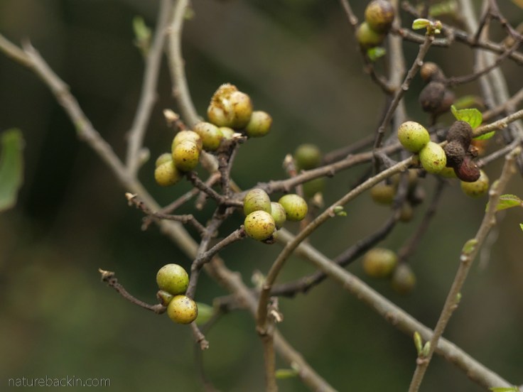 Meanwhile back in the garden: Images of early winter – letting nature ...