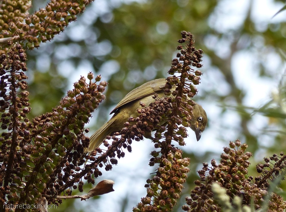 Sombre greenbuls can be loud and splashy too – letting nature back in