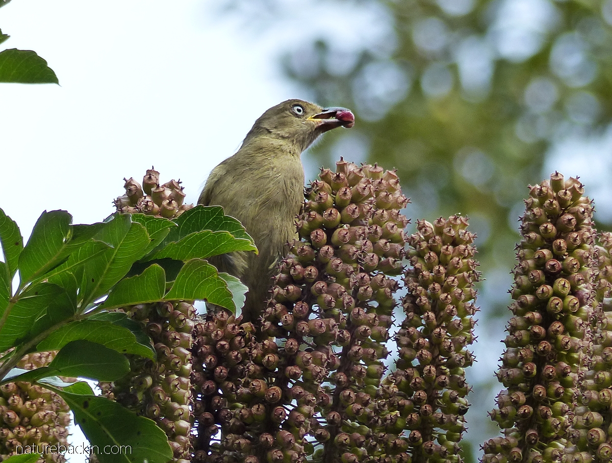 Sombre greenbuls can be loud and splashy too – letting nature back in