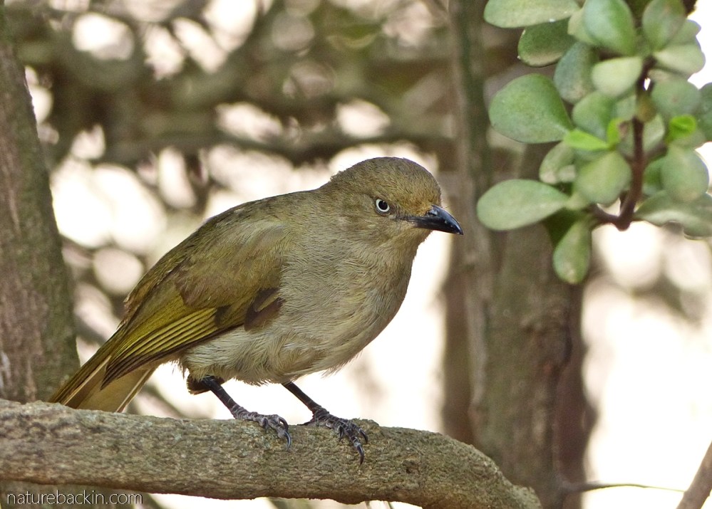 Sombre greenbuls can be loud and splashy too – letting nature back in