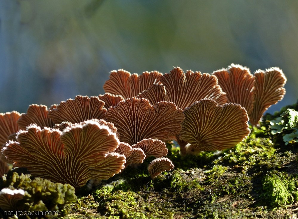 Fungilorious: Four trees hosting fabulous fungi – letting nature back in