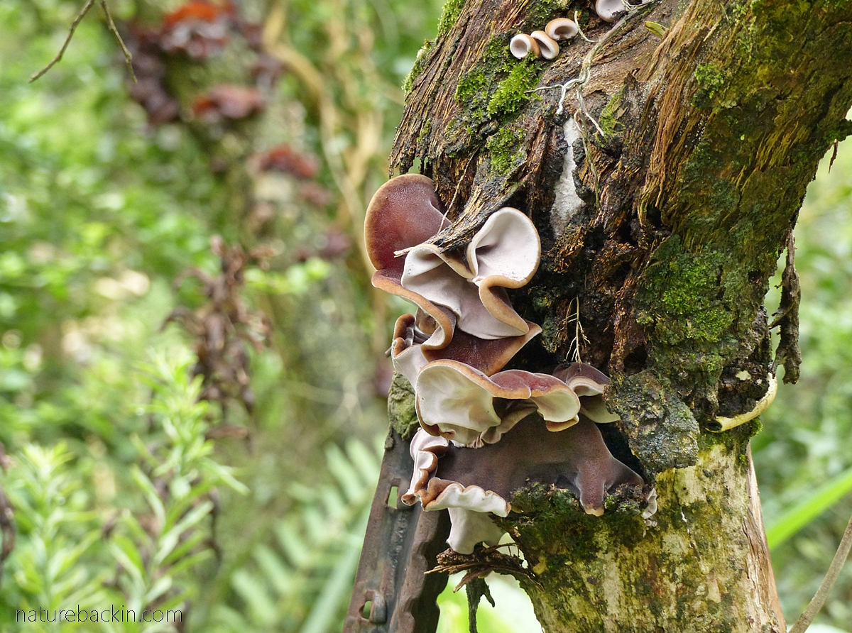 Fungilorious: Four trees hosting fabulous fungi – letting nature back in
