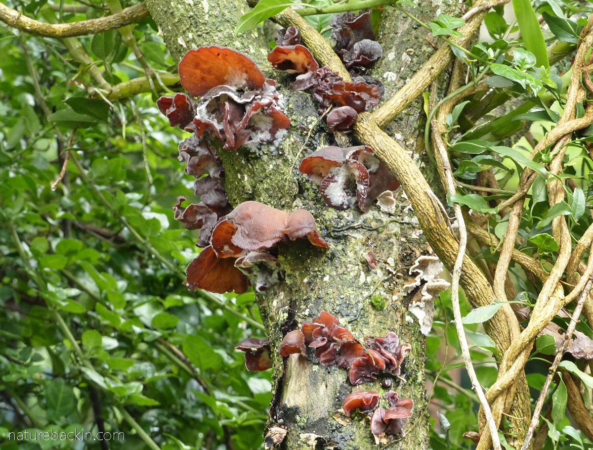 Fungilorious: Four trees hosting fabulous fungi – letting nature back in