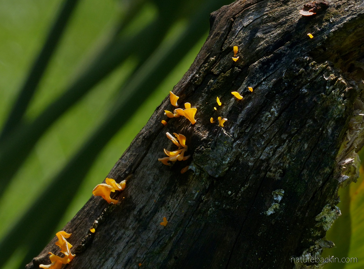 Fungilorious: Four trees hosting fabulous fungi – letting nature back in