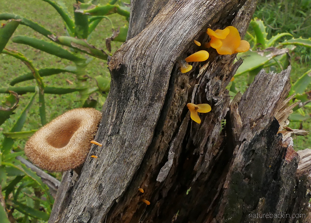 Fungilorious: Four trees hosting fabulous fungi – letting nature back in