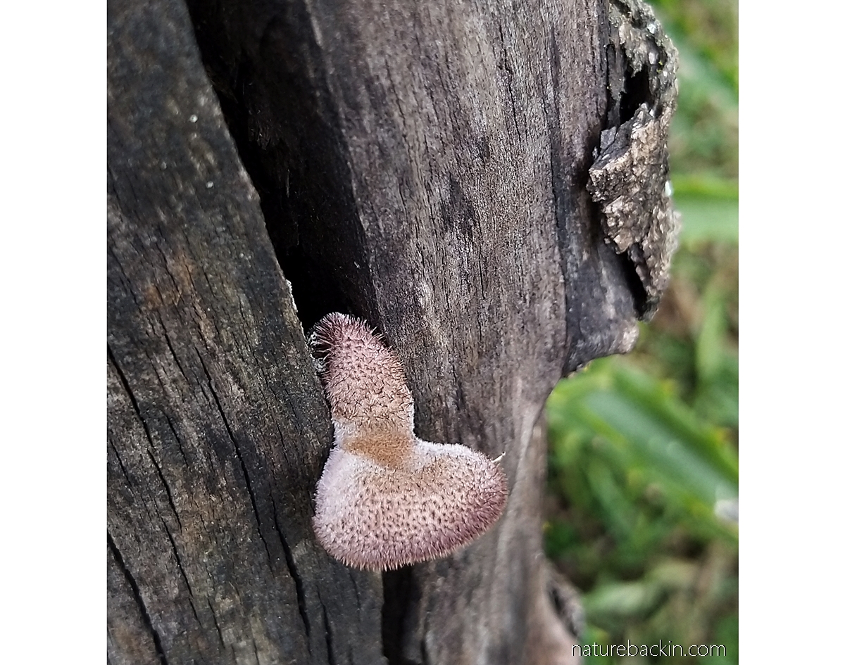 Fungilorious: Four trees hosting fabulous fungi – letting nature back in