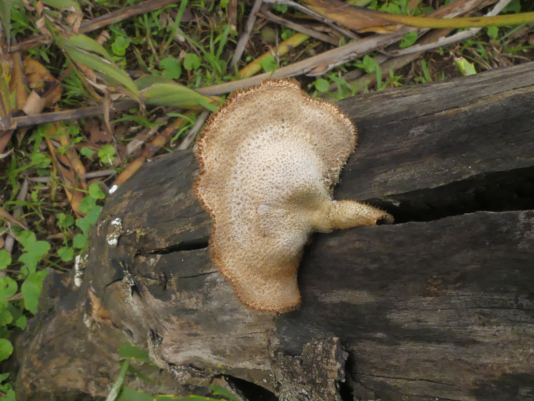 Fungilorious: Four trees hosting fabulous fungi – letting nature back in