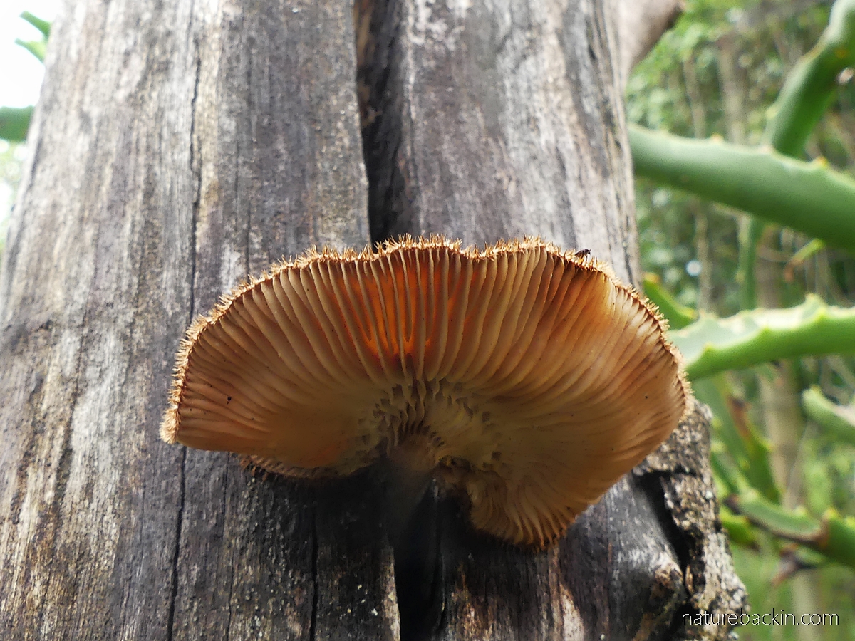 Fungilorious: Four trees hosting fabulous fungi – letting nature back in