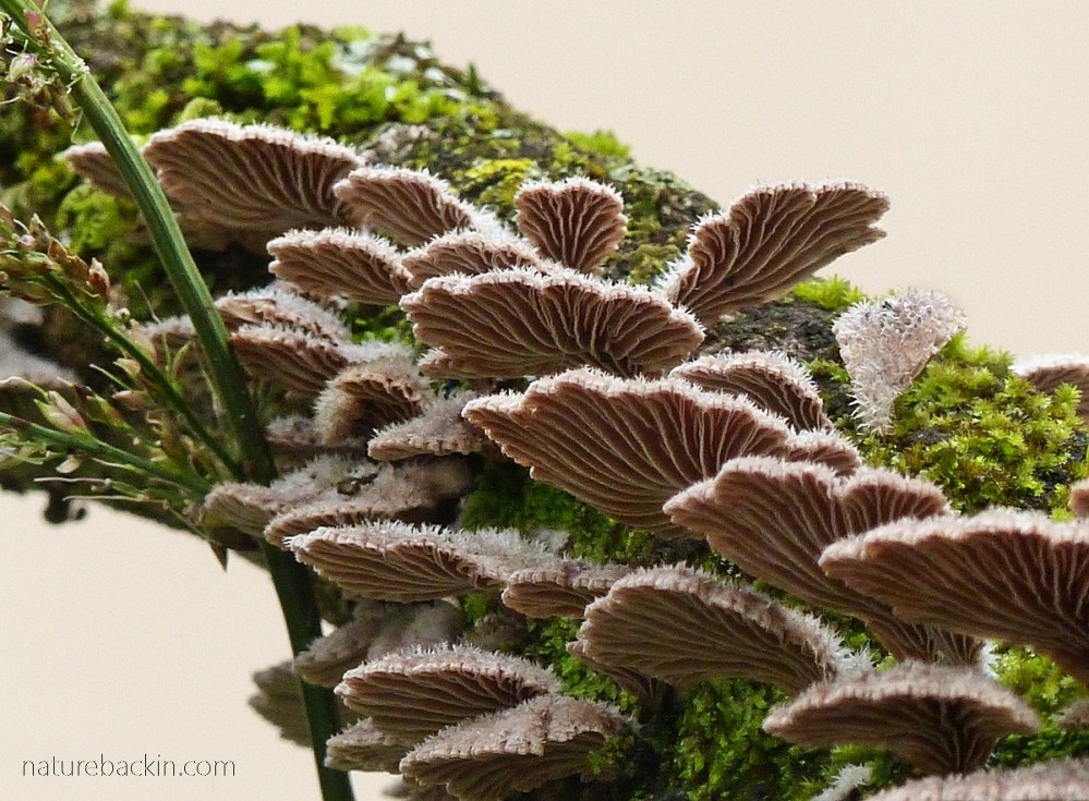 Fungilorious: Four trees hosting fabulous fungi – letting nature back in