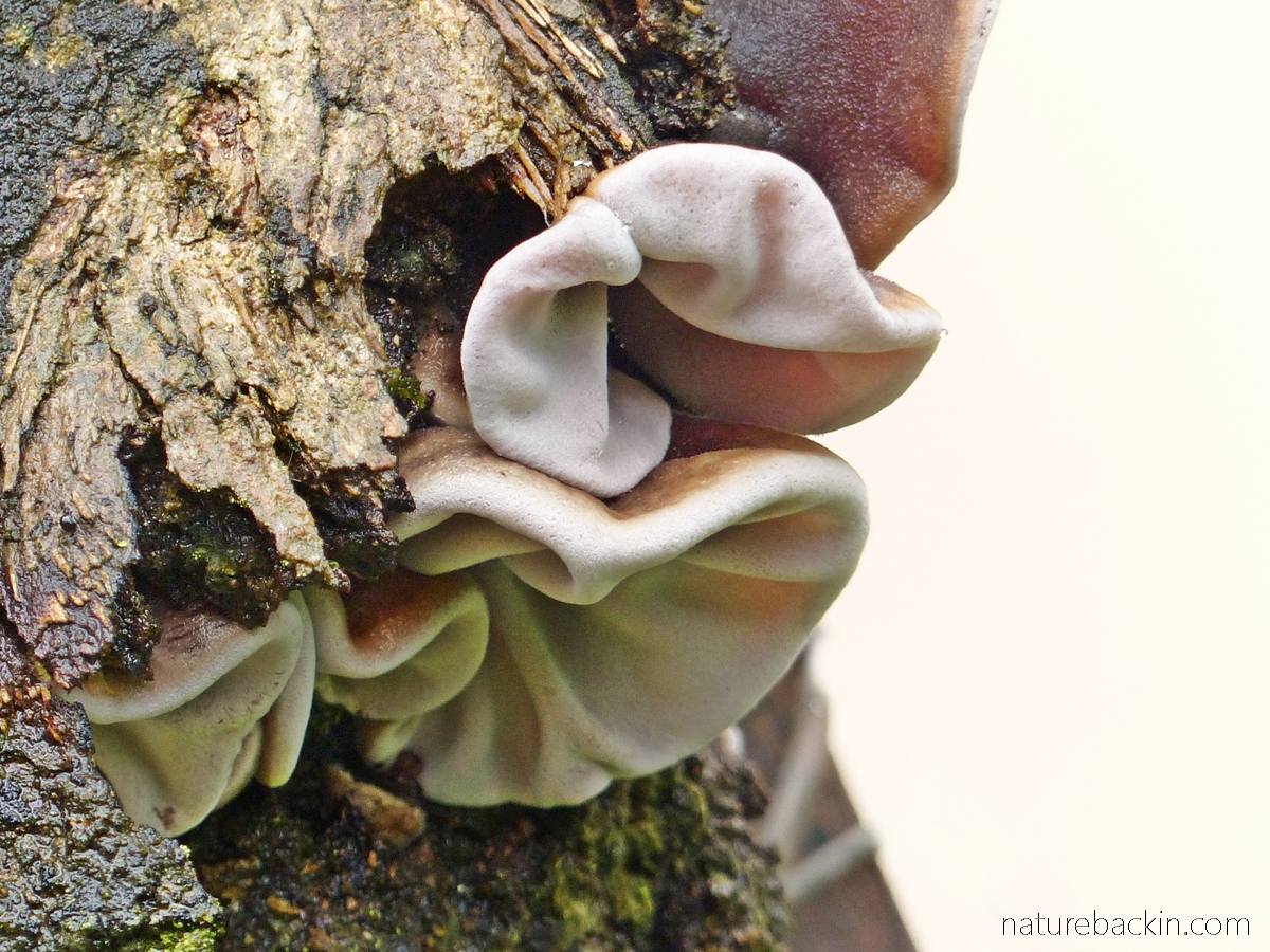 Fungilorious: Four trees hosting fabulous fungi – letting nature back in
