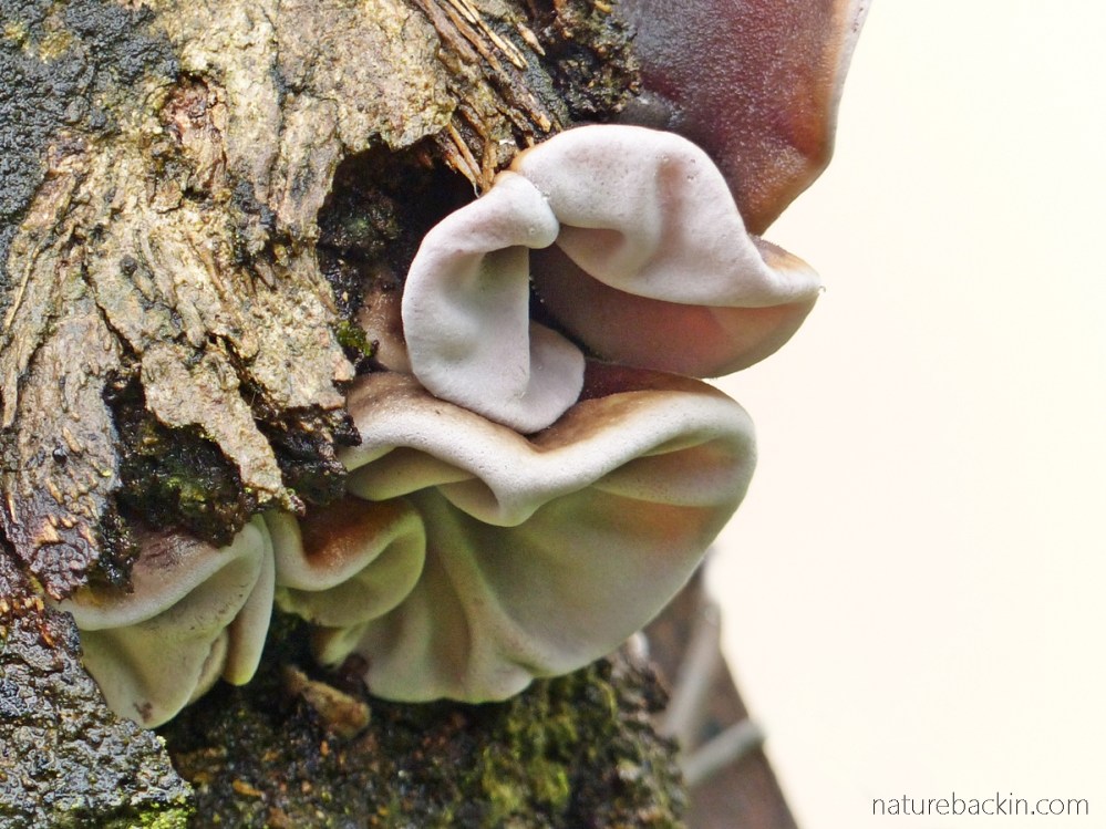 Fungilorious: Four trees hosting fabulous fungi – letting nature back in