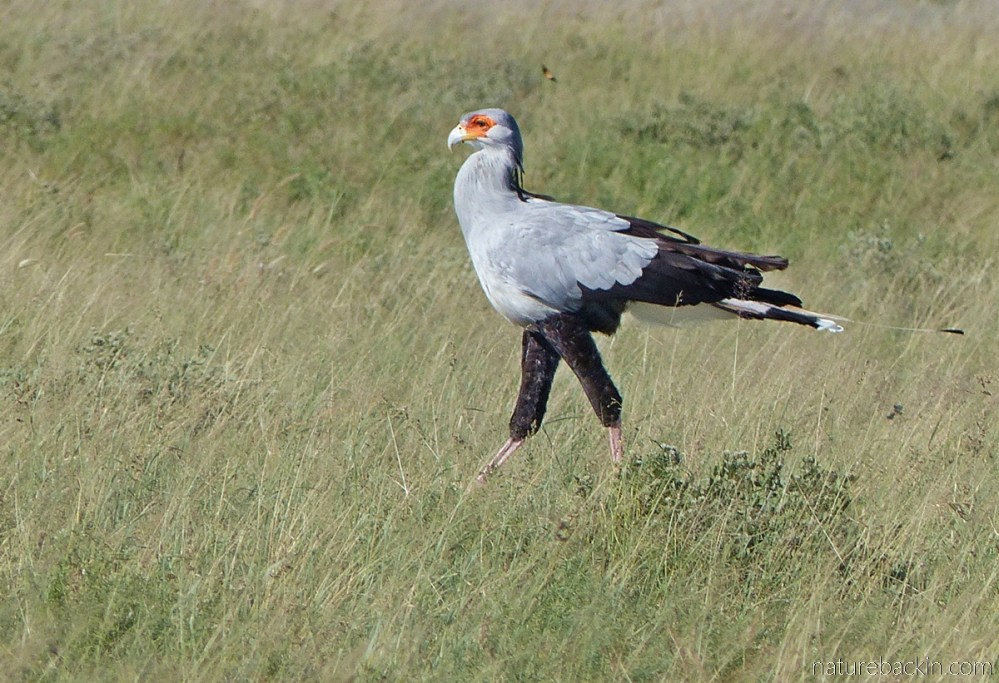 The secretarybird and the rising sun – letting nature back in