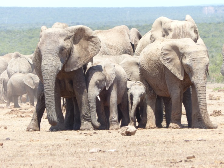 Elephant rumbles – letting nature back in