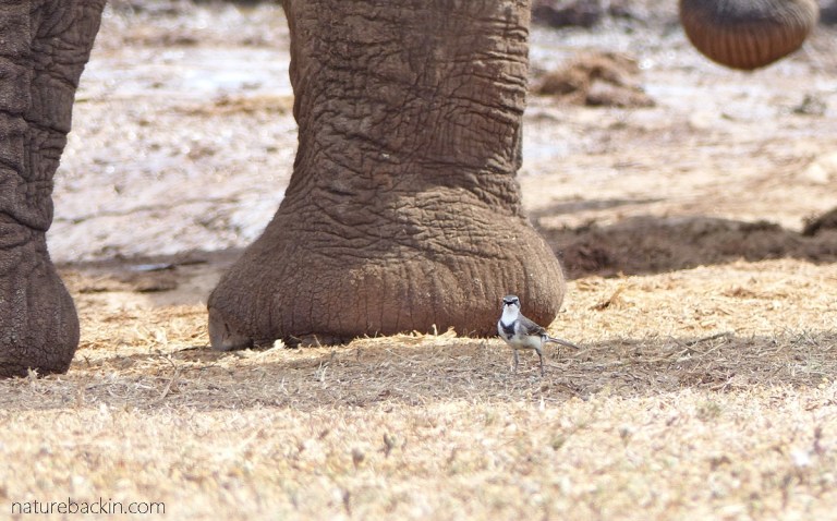 Elephant rumbles – letting nature back in