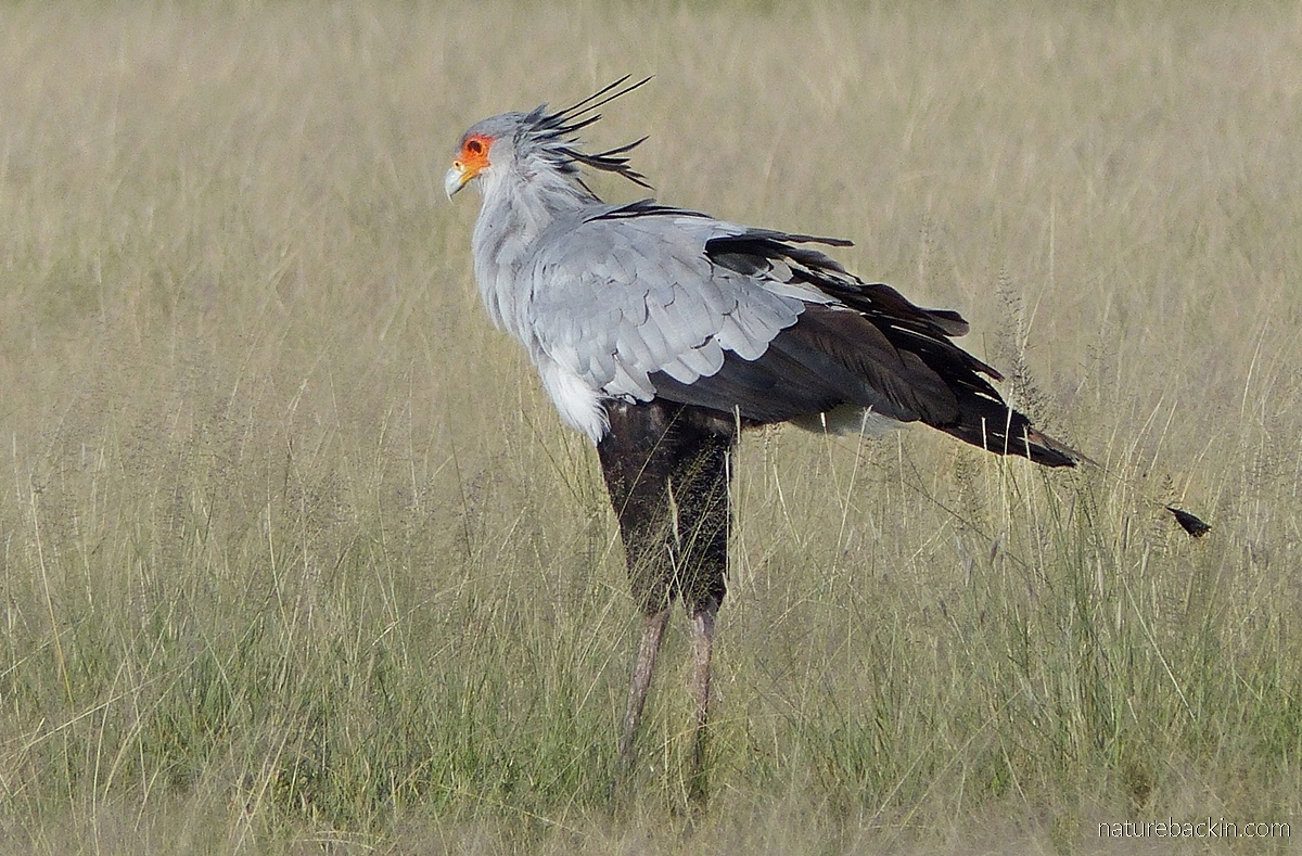 The secretarybird and the rising sun – letting nature back in