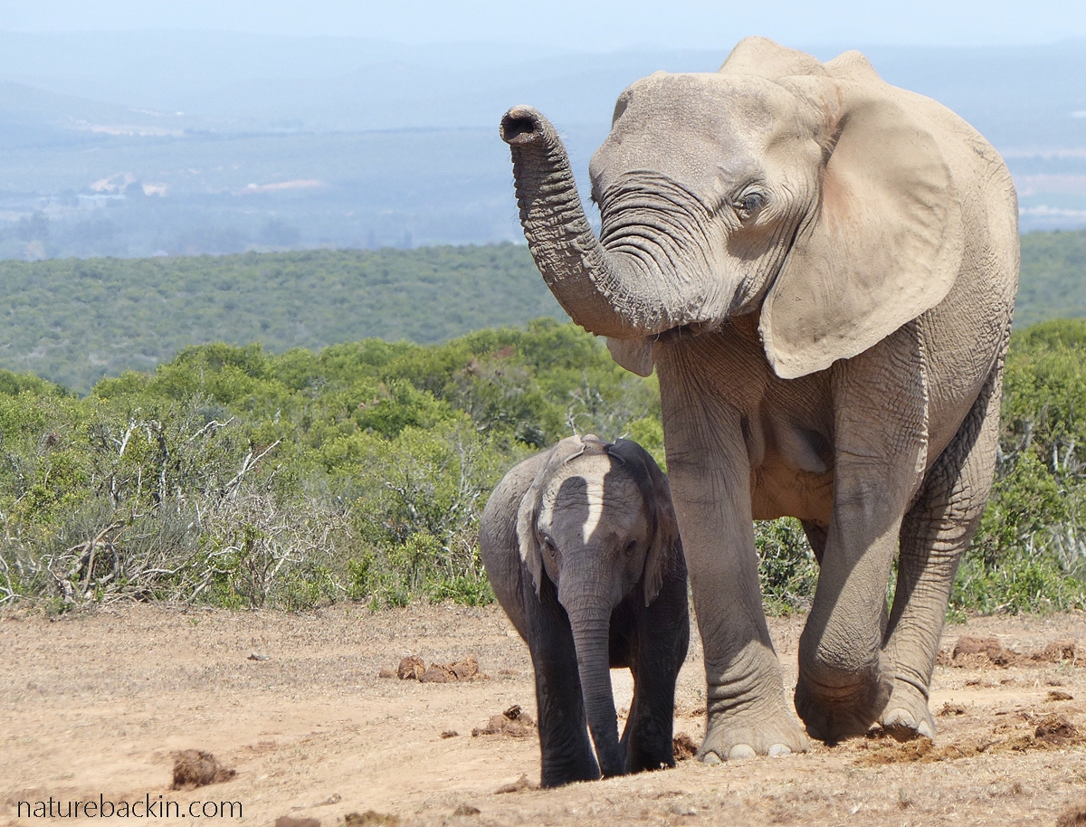 Just saying hi! – letting nature back in